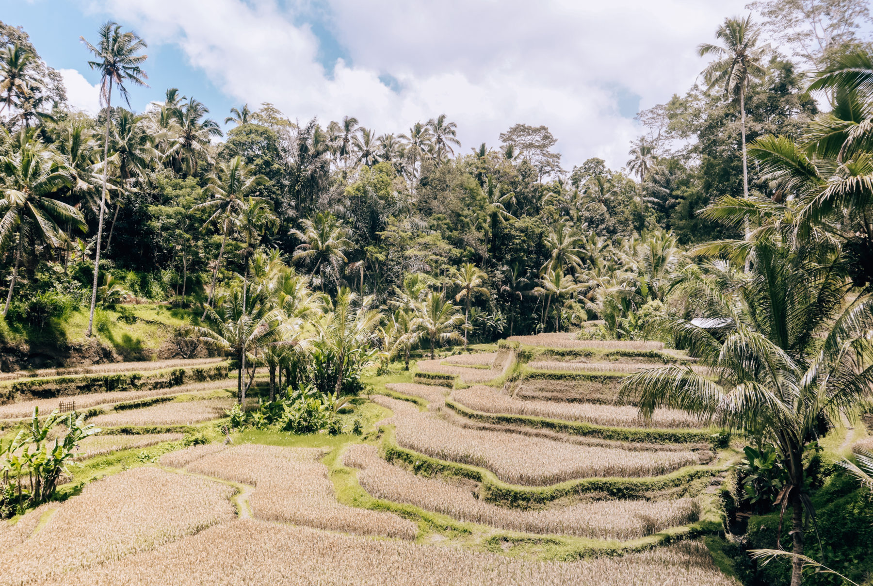 Tegallalang Rice Terrace & Tegenungan Waterfall – Artyszka in NYC